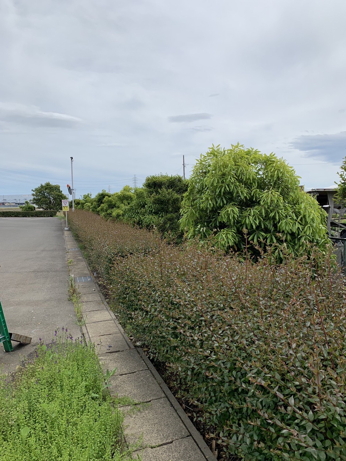 樹木管理 | 庭いち｜庭木の剪定・伐採・抜根・草刈・管理でお困りの方はこちら